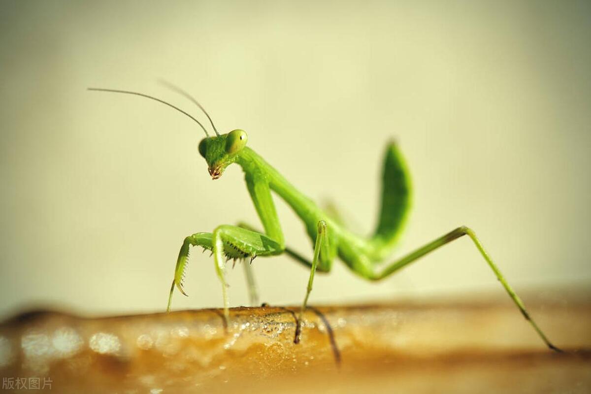 Mantis: Evolved Killer Dance - iMedia