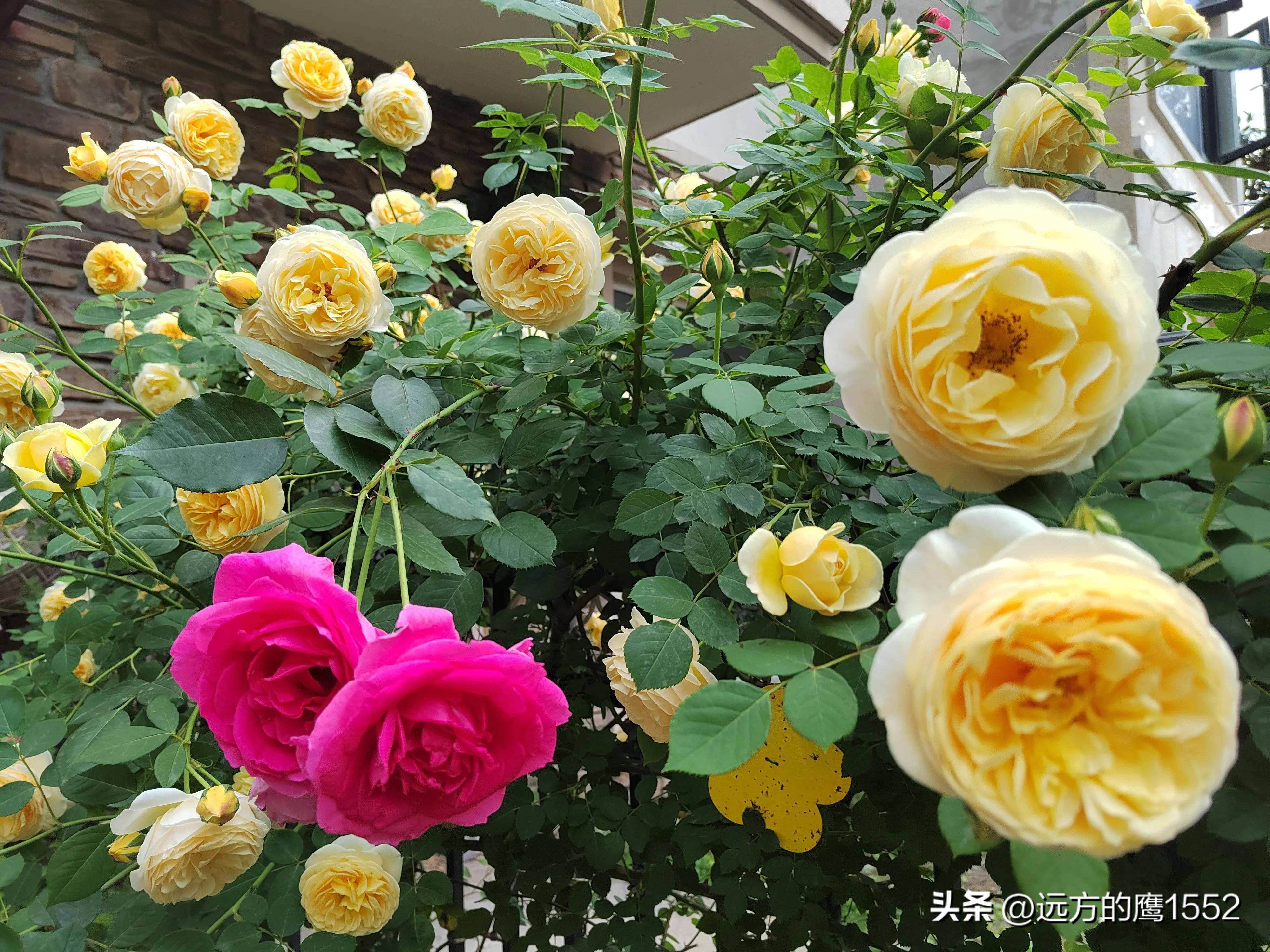 My rose flower wall - iNEWS