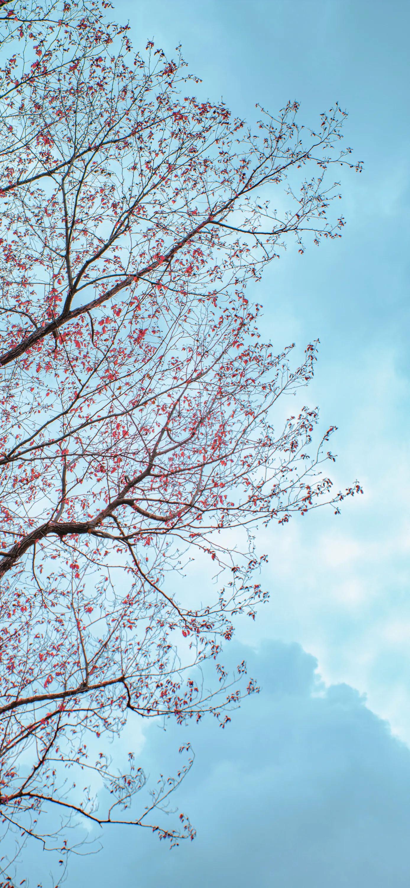 "Beautiful Landscape" mobile wallpaper - iNEWS