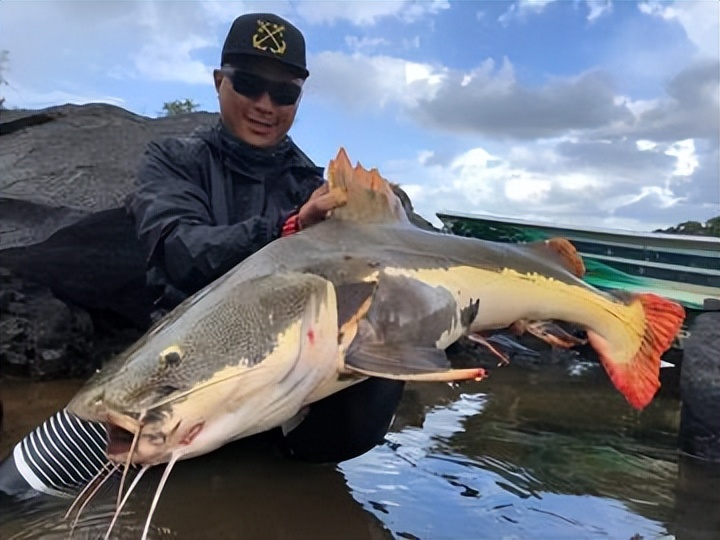 'Genghis Khan fish' spotted in the Mekong, tail and body change color ...