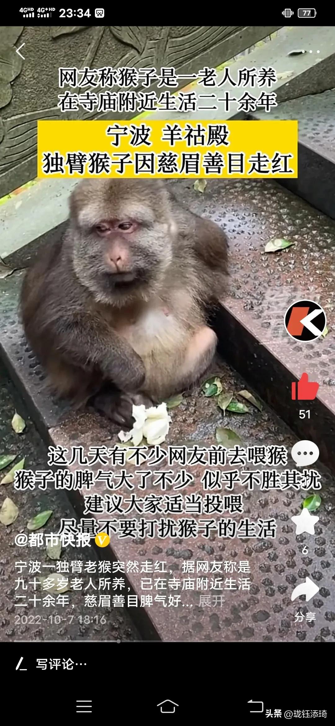 The one-armed monkey has become a mascot due to misfortune - iNEWS