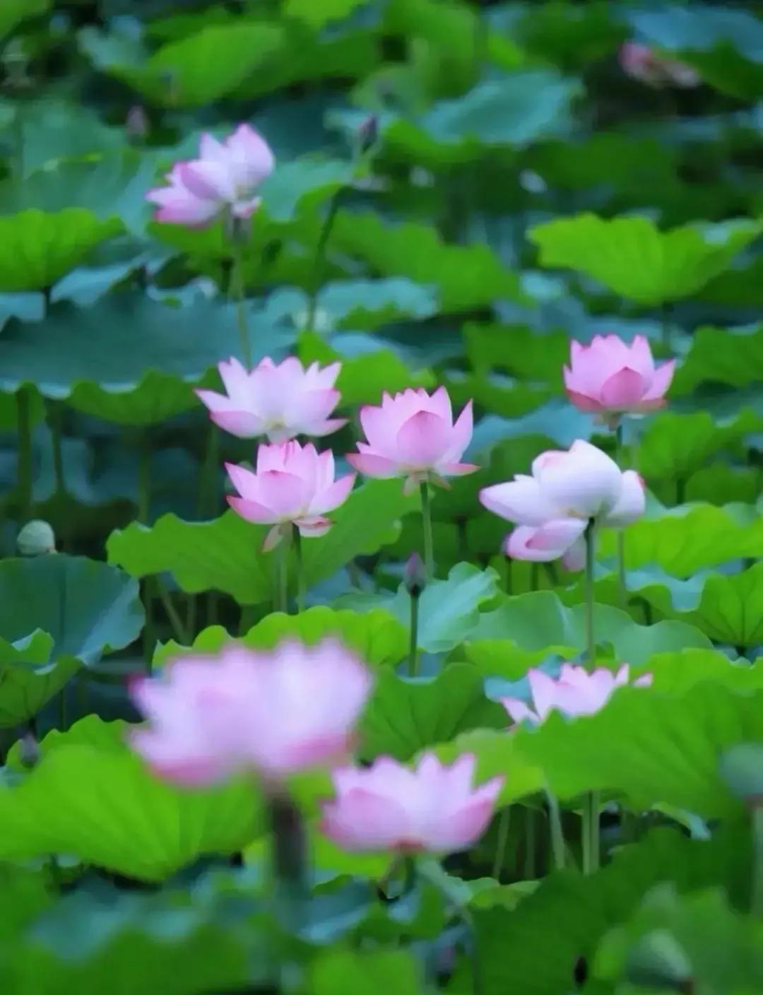 Prose: Life is not easy, face it with a smile, do it and cherish it ...