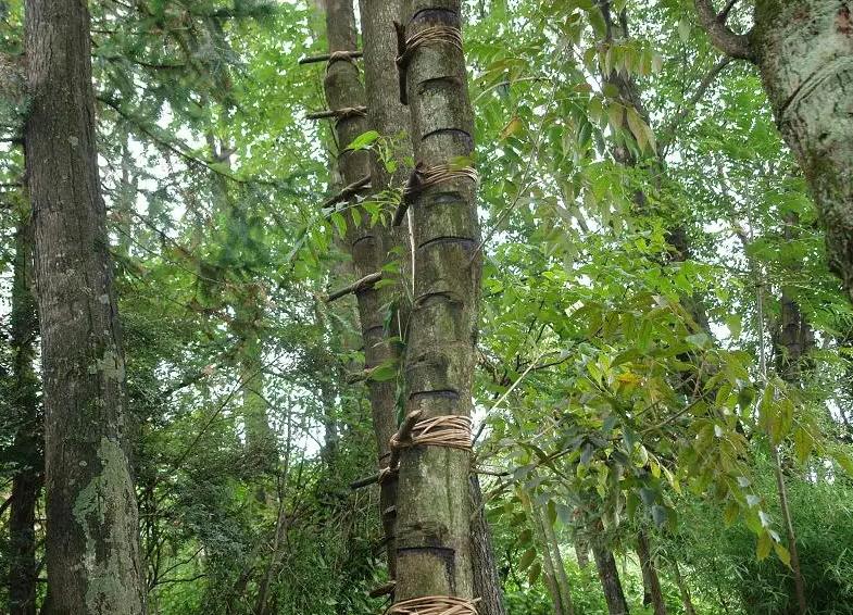 Four kinds of "poisonous trees" common in rural areas, don't be fooled ...