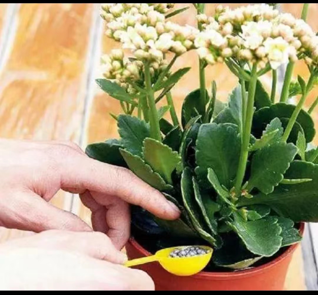 8 common mistakes in family gardening - iNEWS