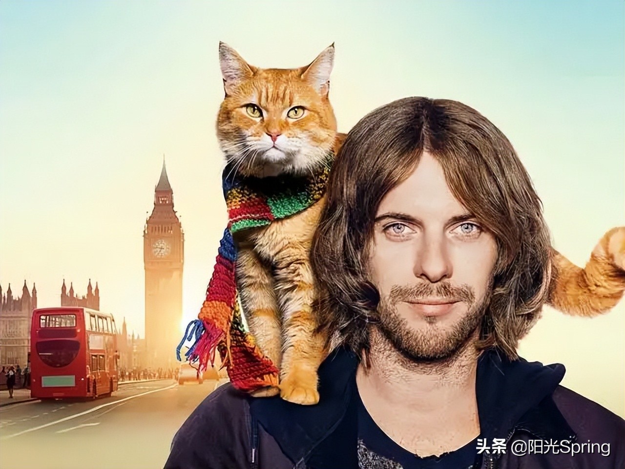 stray cat bob - iNEWS