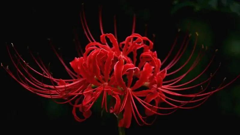 What are the four flowers of the underworld?What is the magic of the ...