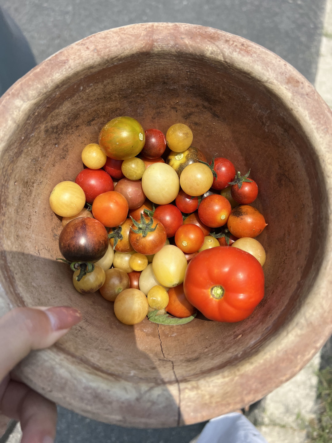 The freedom of fruit that can be easily achieved on a small balcony ...
