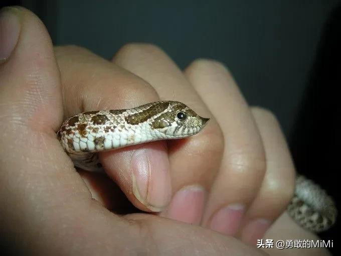 Why are pig-nosed snakes so popular?Have you ever raised a snake like ...