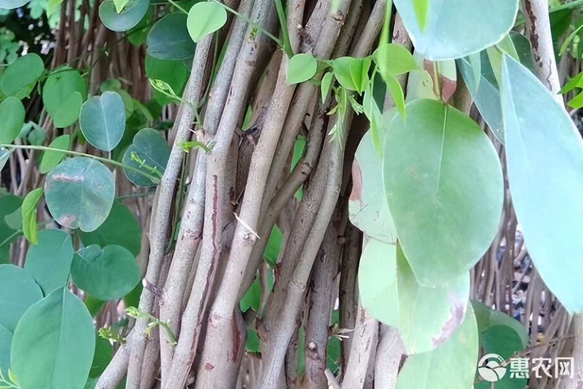 How much is a mahogany sapling this year?What kind of mahogany saplings ...