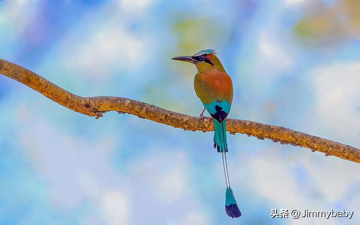 The Legend of the National Bird of the World: El Salvador (EL SALVADOR ...