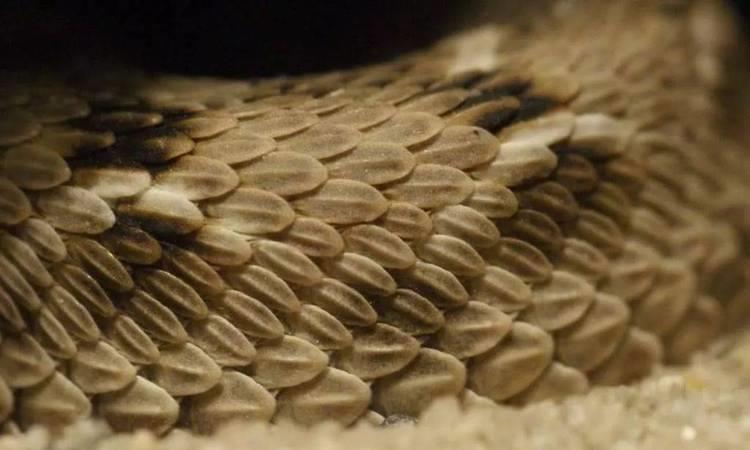 Deadly Viper:The Invincible Killing Machine - iMedia