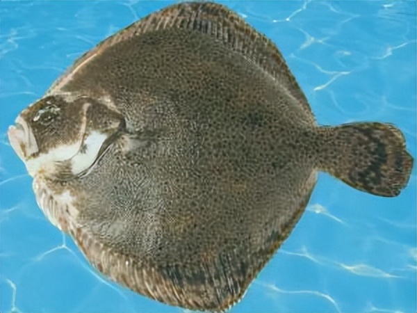 Ocean pollution endangers human health! Using turbot as an example to ...