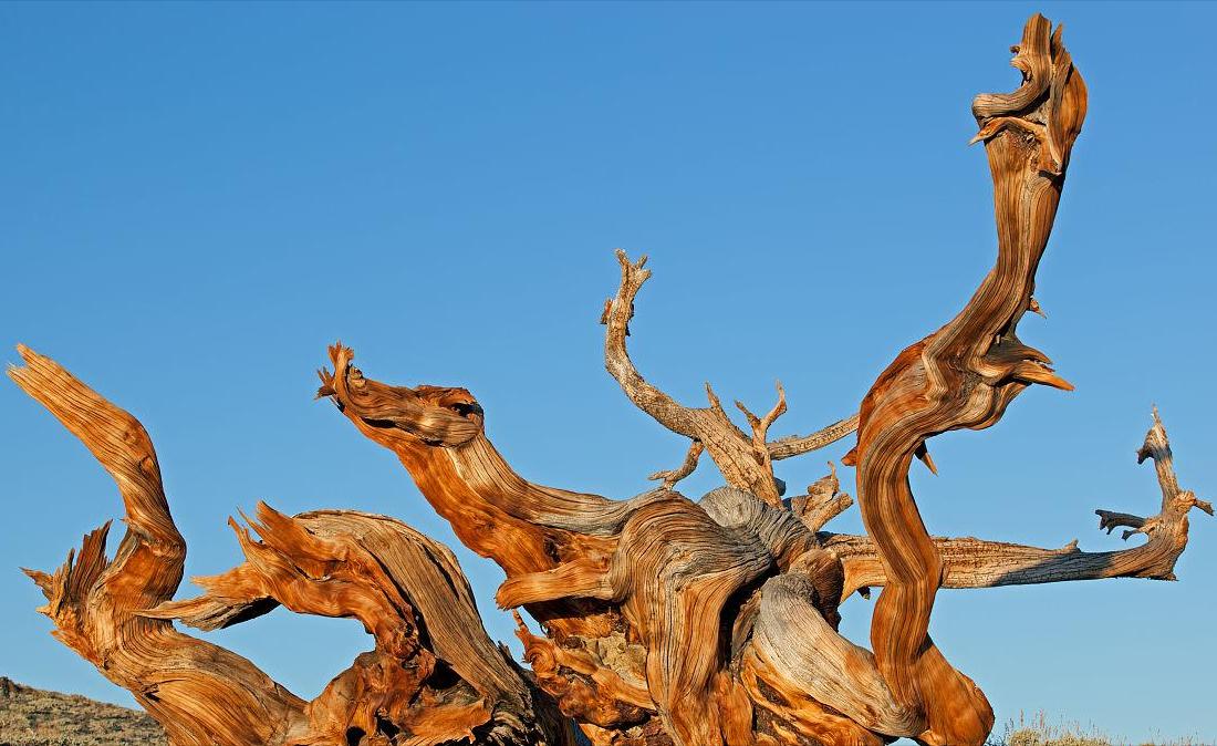 The world's longest-lived tree may die! It has survived 4853 years, but ...