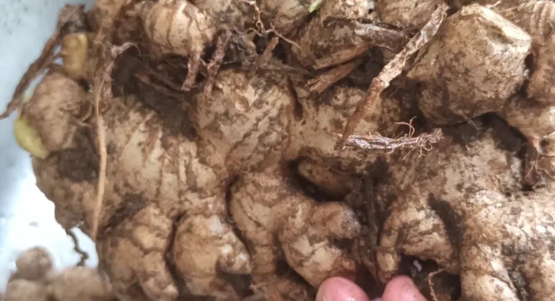 A 50-year-old lady grew black and thick hair with the least amount of ...
