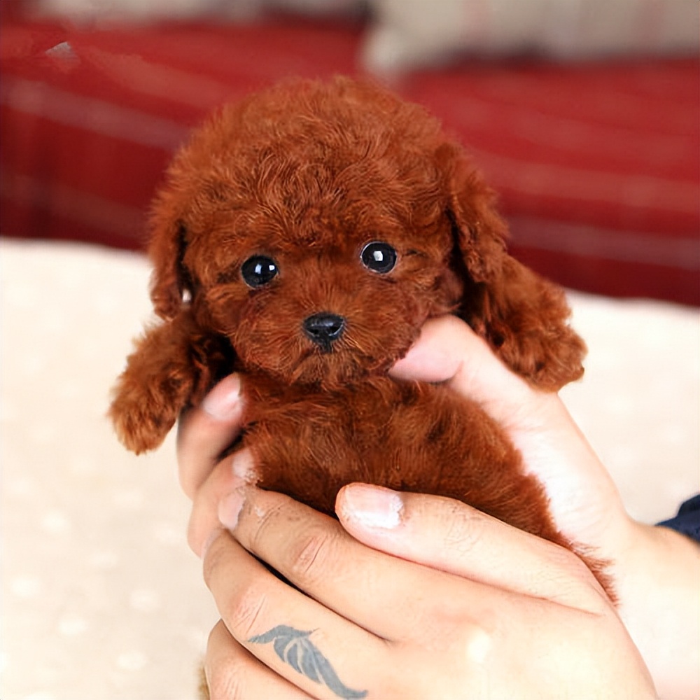 Take stock of Teddy's favorite parts to be "touched", touching it every ...