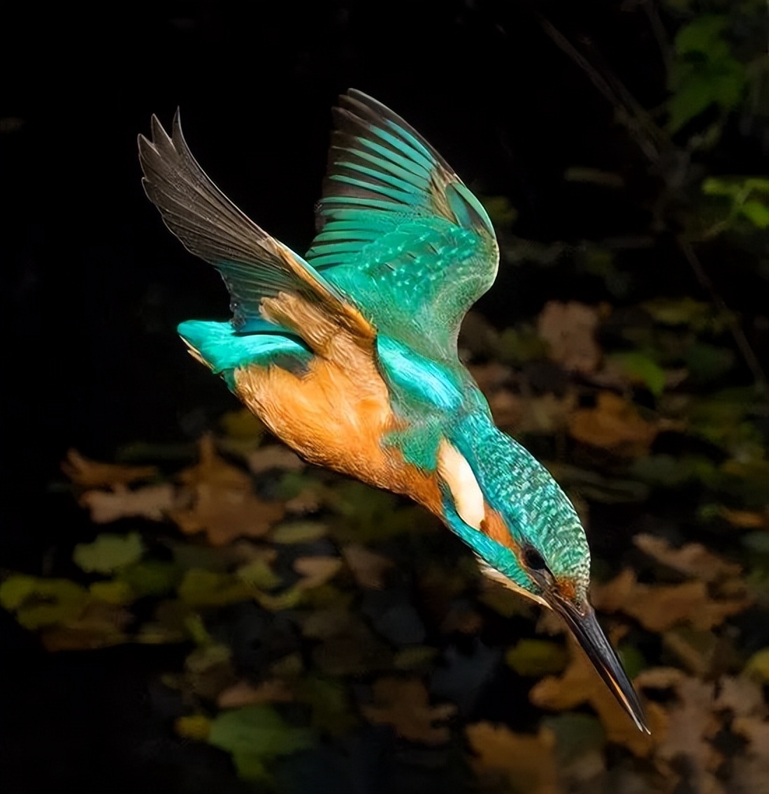 Rare to see all kinds of strange birds in nature - iNEWS