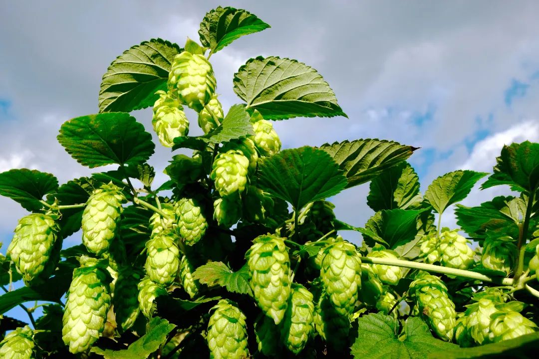 Discovering hops, a journey of asking for "bitterness" - iMedia