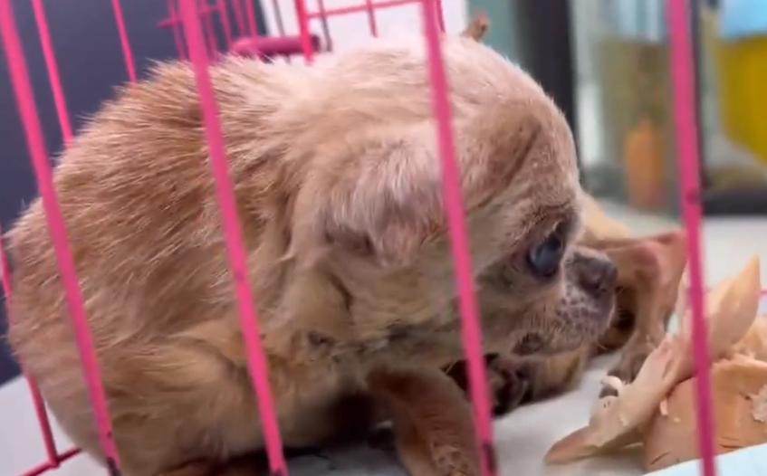 A Chihuahua in her 20s has been guarding her nest since she was ...