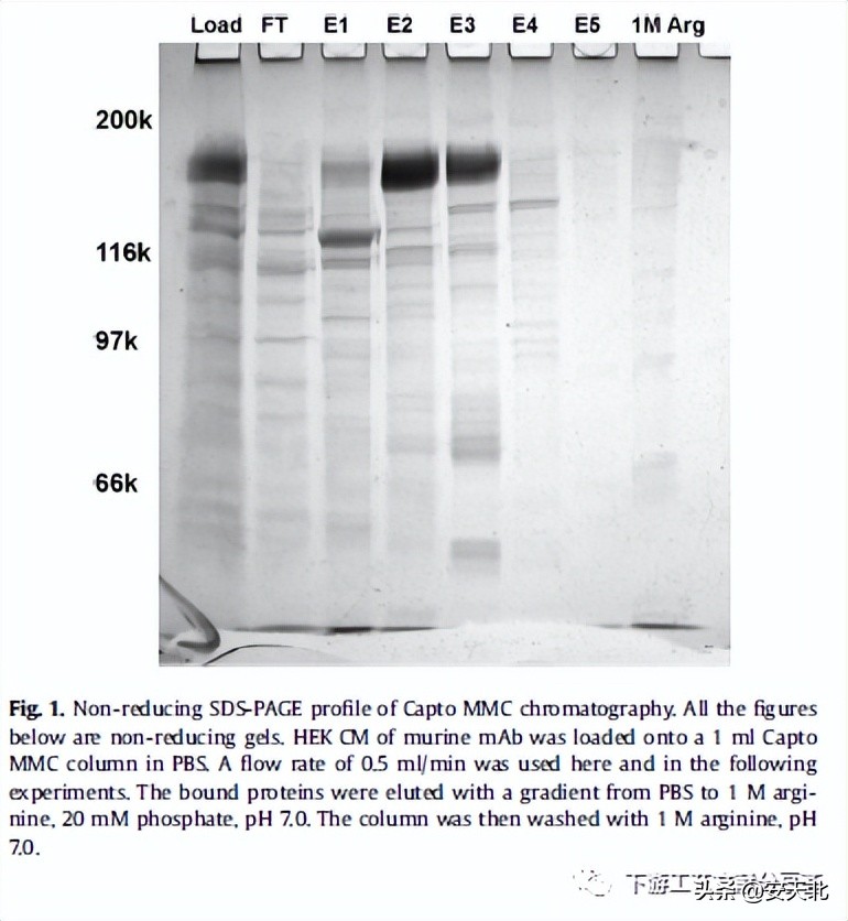 Capto MMC Mixed Mode Chromatography of Mouse and Rabbit Antibodies - iMedia