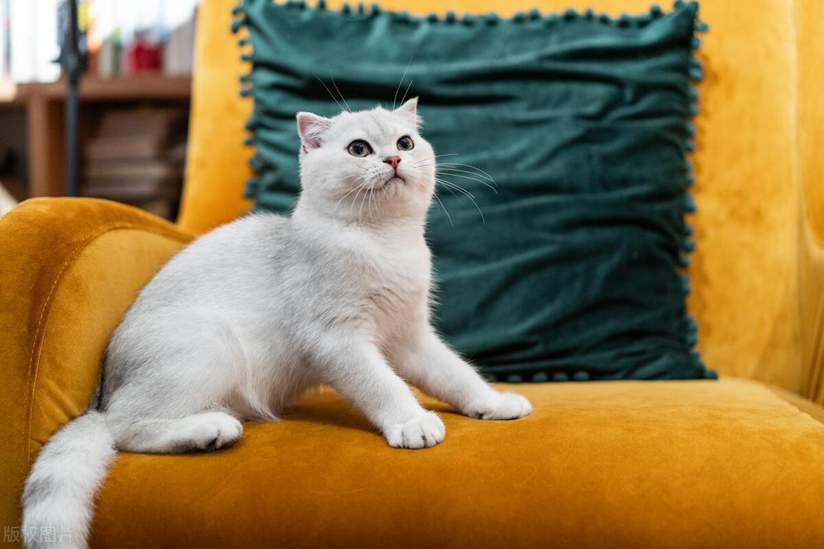 5 Important Things Cats' Dreams Tell Us - iNEWS