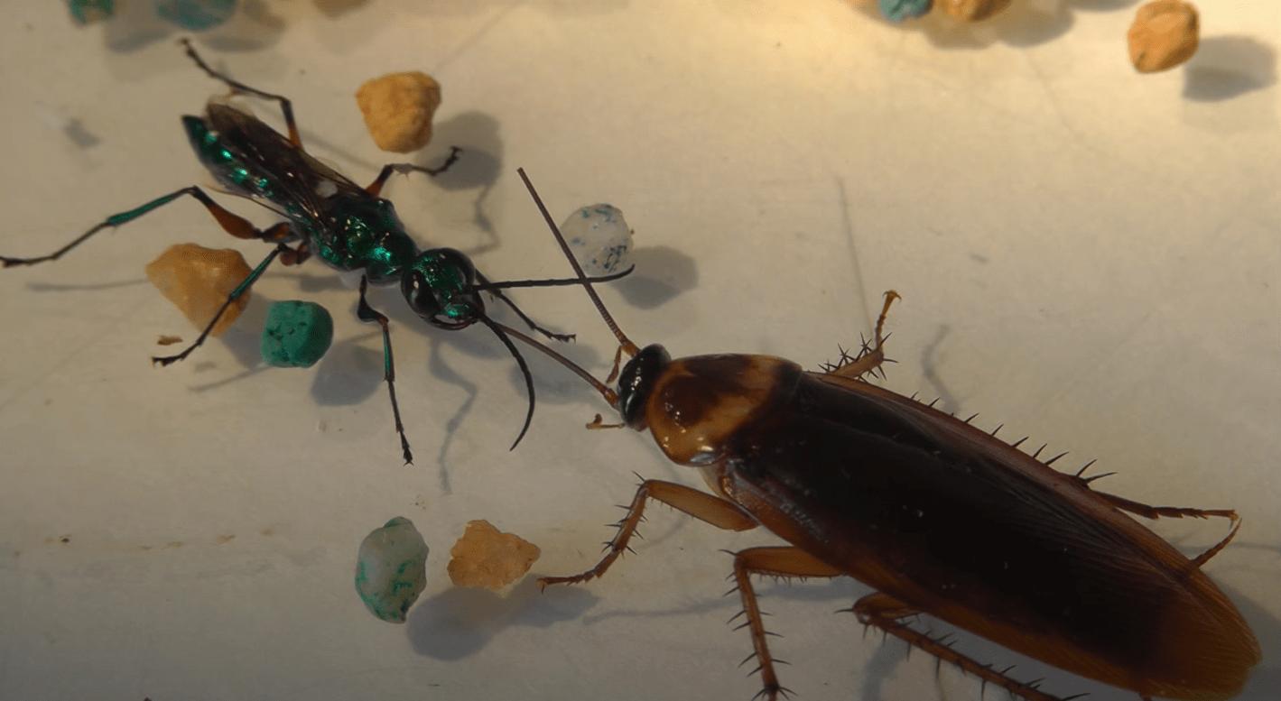 What insect is the nemesis of cockroaches? The flat-headed wasp, a ...