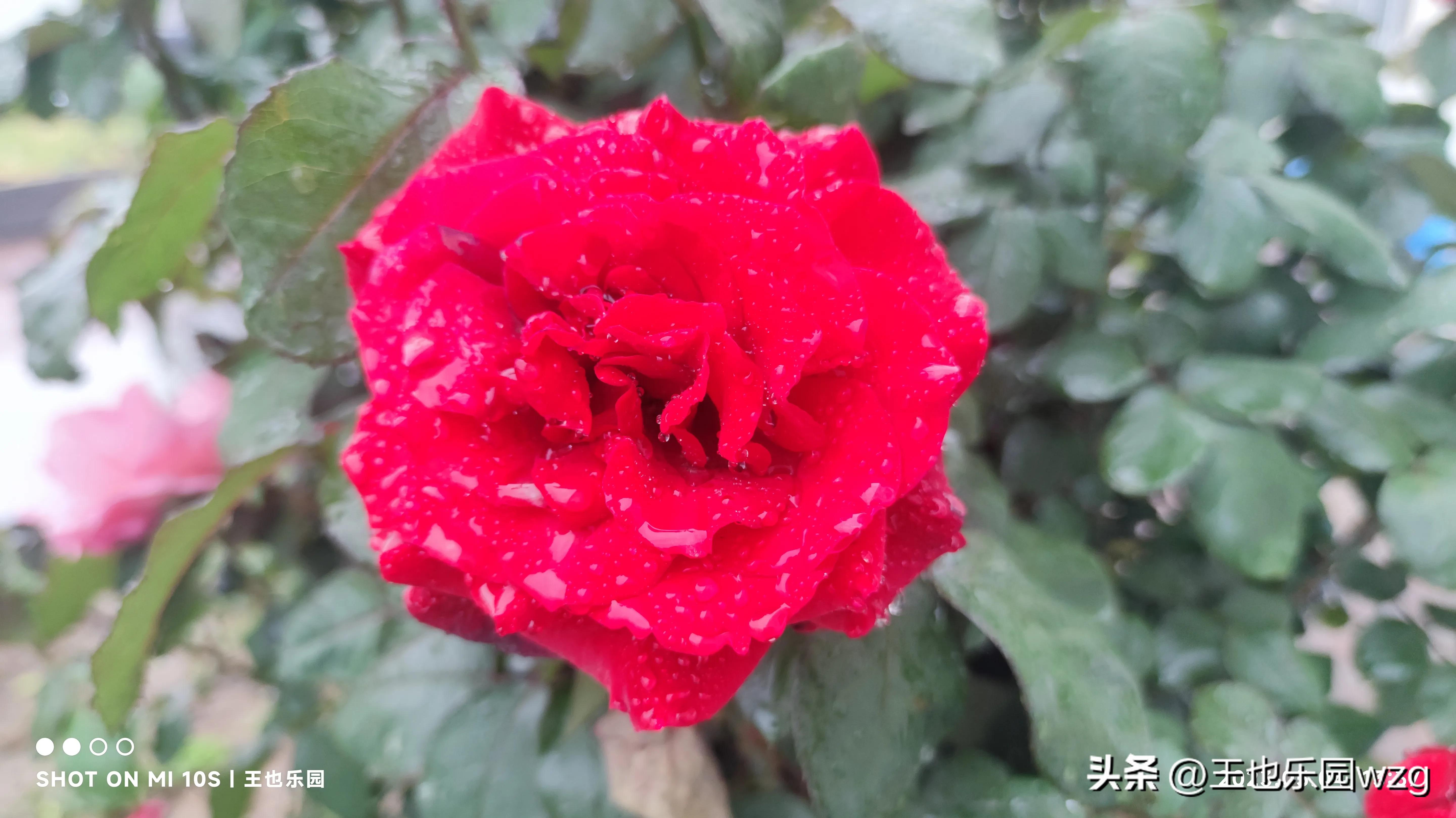 rose flower in the rain - iNEWS
