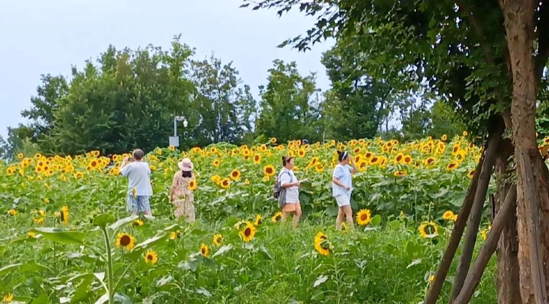 The sunflowers in Chengdu Tianfu Furong Garden are blooming ...