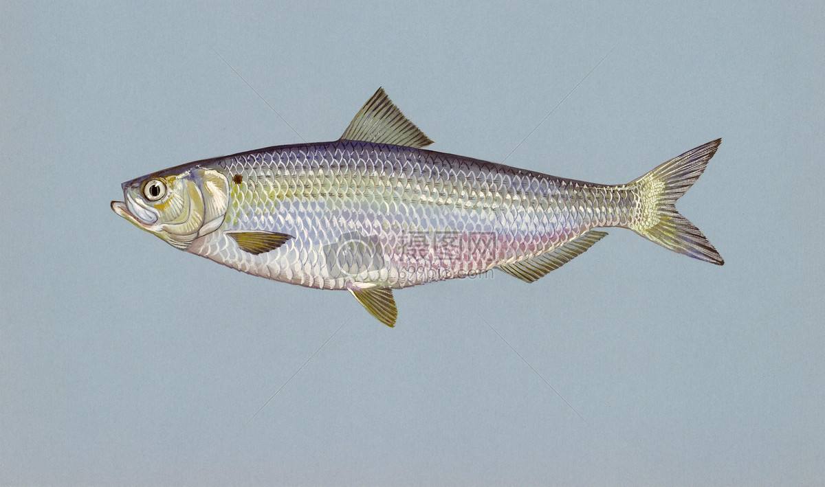 Where are the four major fishing grounds in the world? - iNEWS