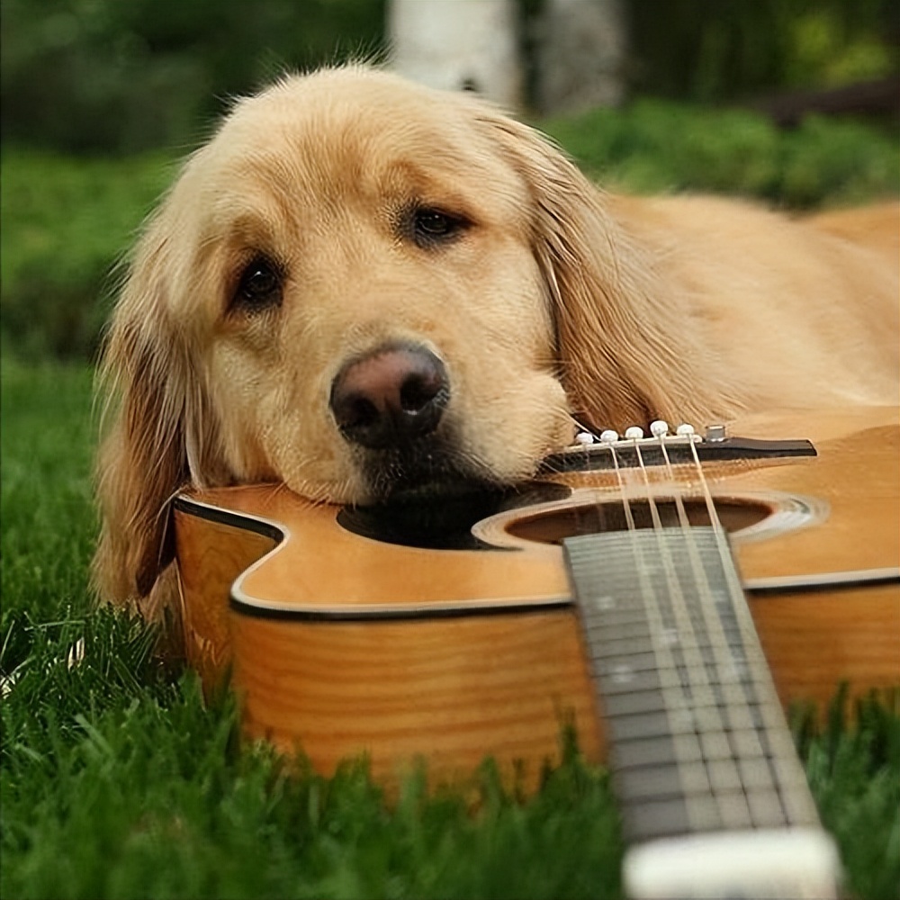 Super "good-tempered" dog, it's good to be angry, and it won't hurt if ...