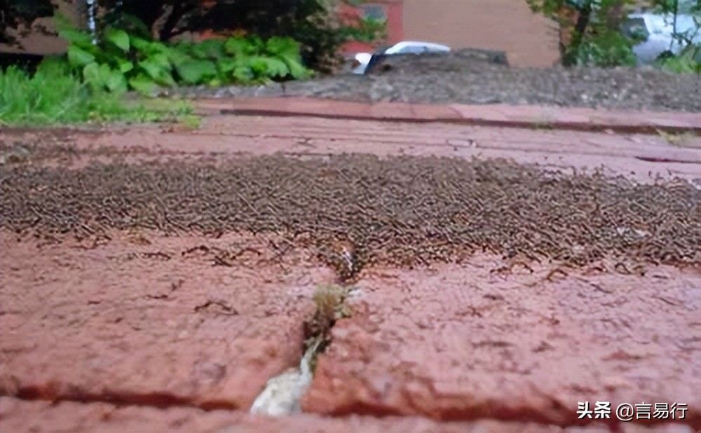 The Mystery of the Highway in the Ant Kingdom - iNEWS