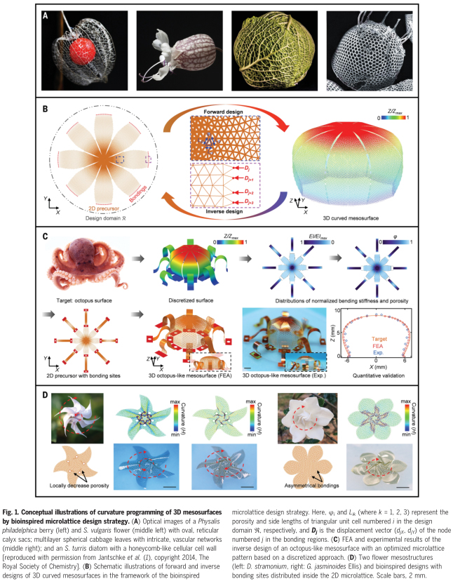 Programming 3D Curved Interface Using Micro Lattice Design - iMedia