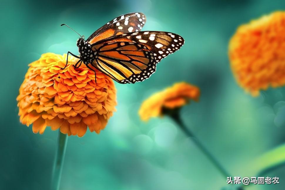 10 Surprising Facts You Need to Know About Monarch Butterflies - iNEWS