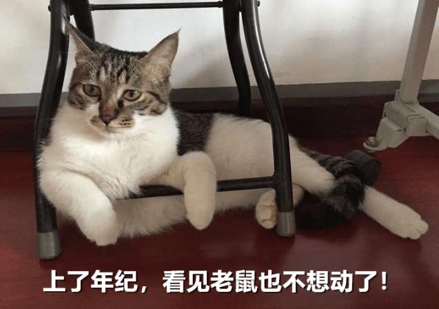 Sichuan Jianzhou cat, once an "ancient royal cat", why are so few ...