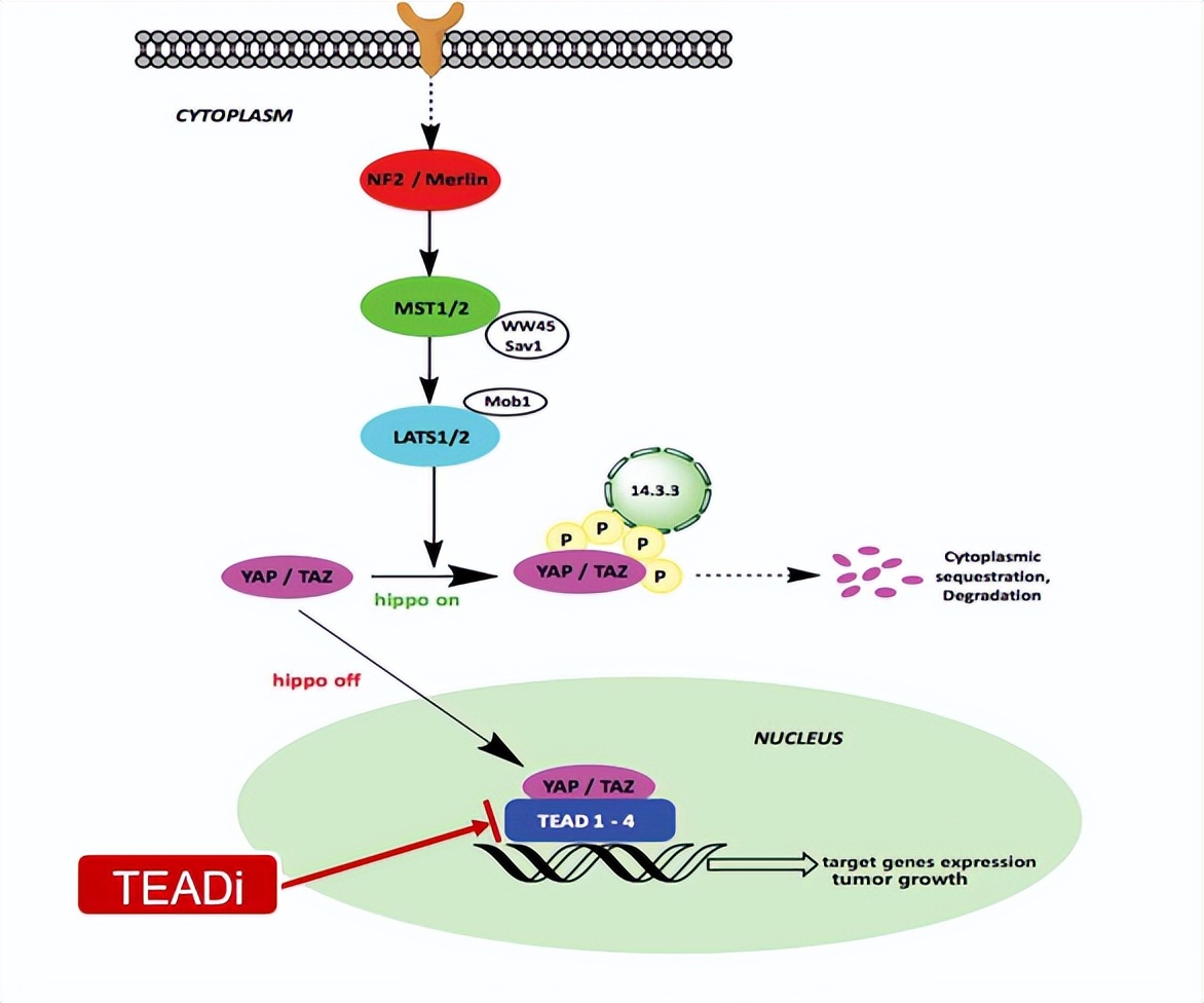 Targeting the Hippo pathway, Insilicon nominated a pan-TEAD inhibitor ...