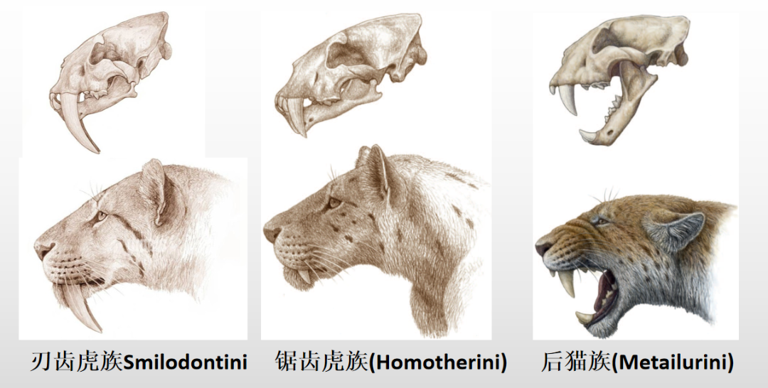 The dead king - saber-toothed tiger - iNEWS