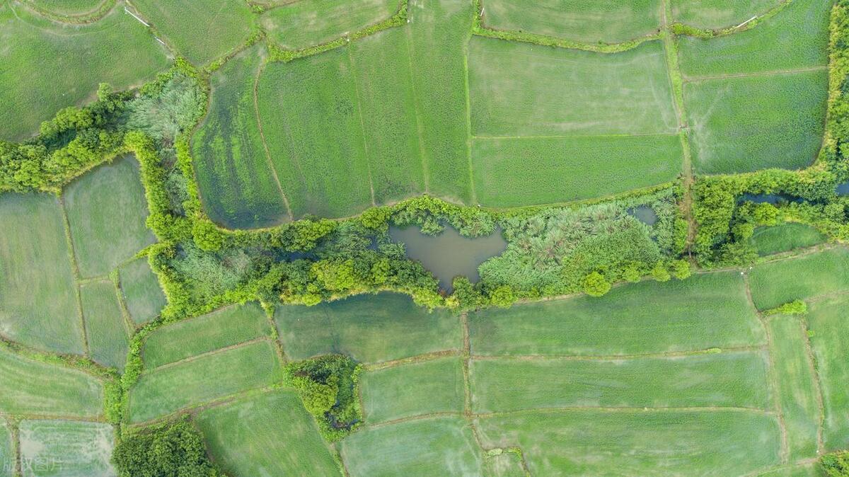 Ten rice field poems, desert paddy fields, green rice seedlings, the ...