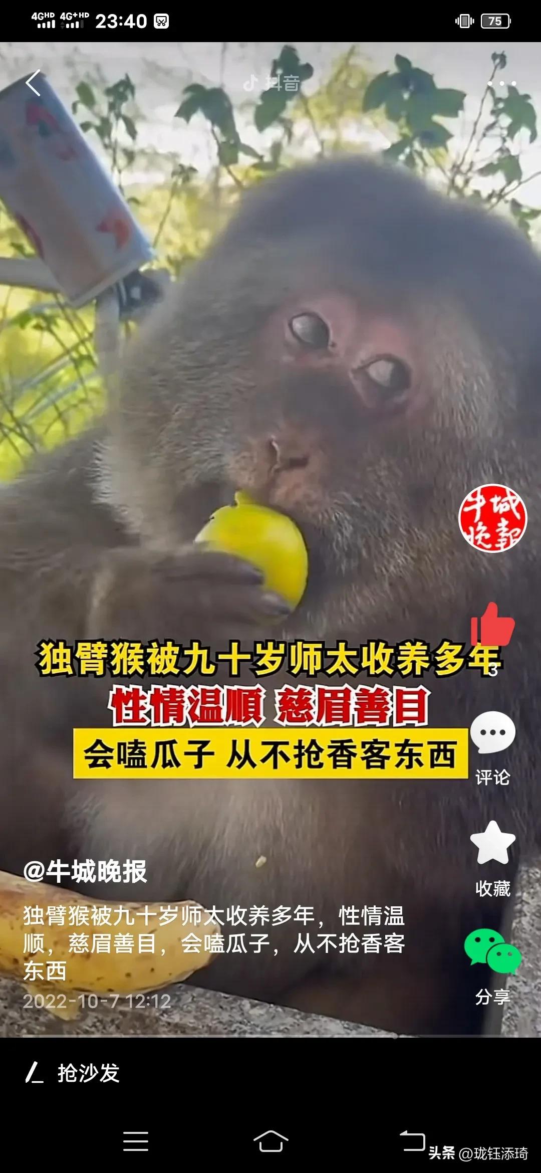 The one-armed monkey has become a mascot due to misfortune - iNEWS