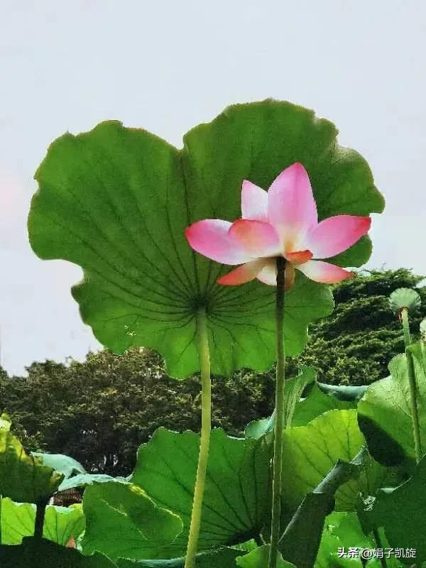 Sun Tzu's Art of War Character Determines Destiny - iMedia