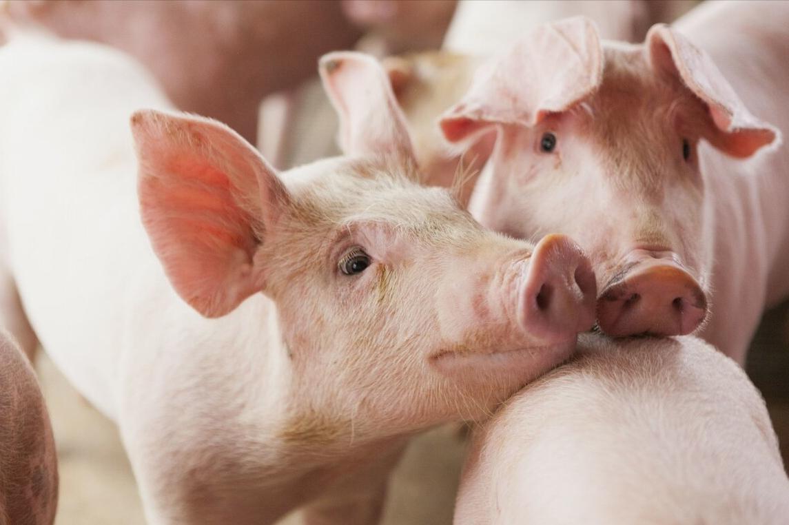 What are the hazards of ammonia gas to pigs?Symptoms and Treatment of ...