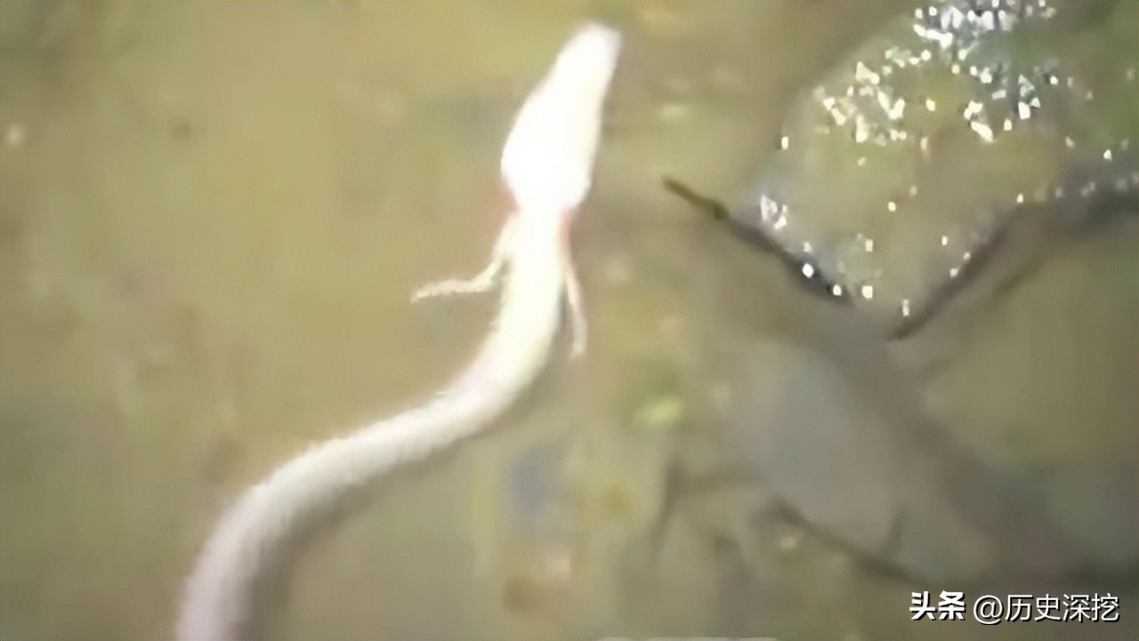 Among the 11 common animals in the Chinese zodiac, why is the "dragon ...