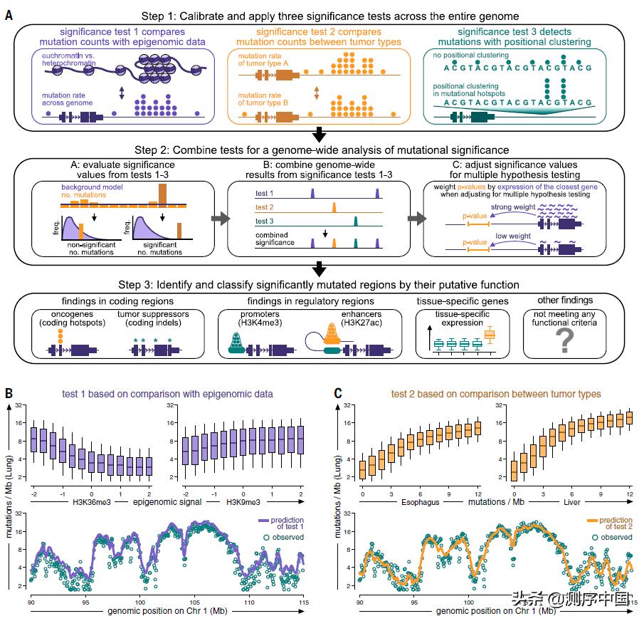 Science releases somatic noncoding mutation map covering 19 cancer ...
