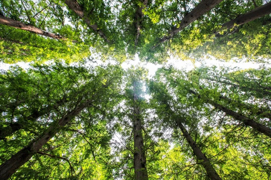 Four Rizhao-themed travel routes - iNEWS