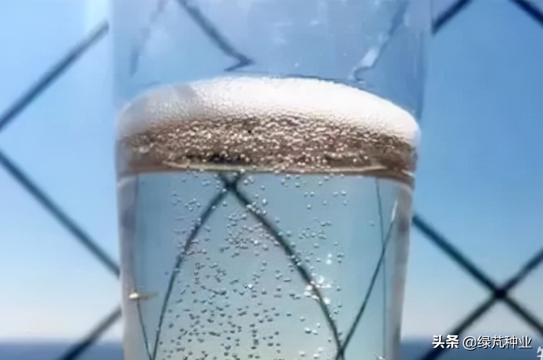 What kind of flowers can Sprite water? - iNEWS
