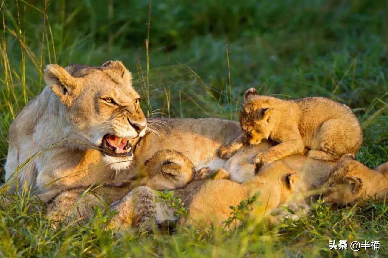 Why do male lions kill lion cubs?What is the purpose of animal ...