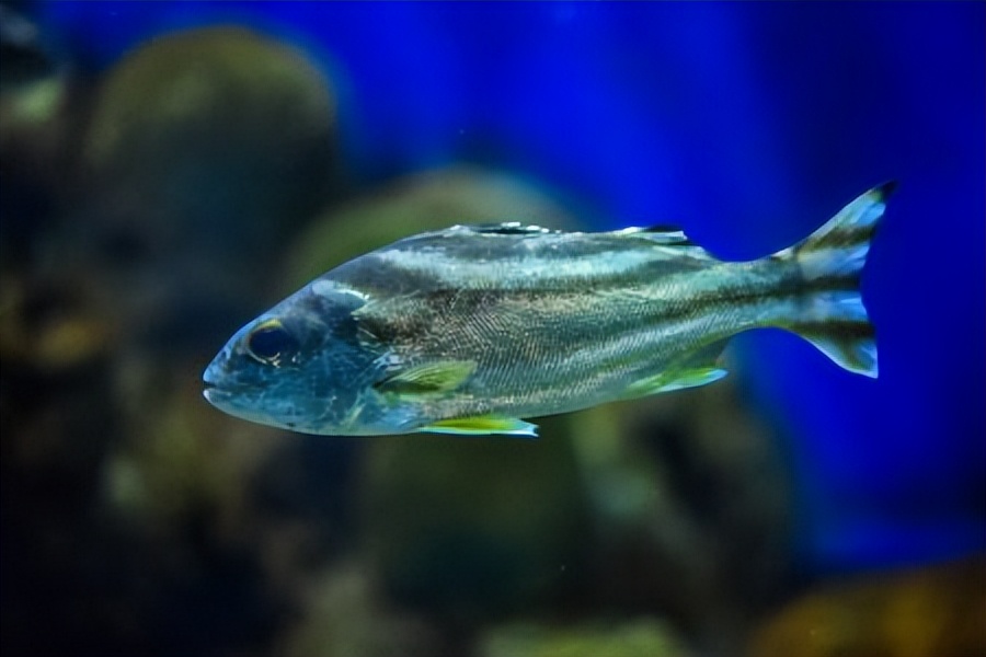 Dinggong fish: People on the beach generally use it to cook fish soup ...