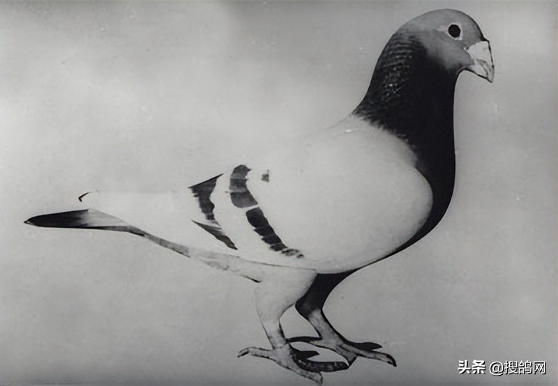 Frans Rutten of the Netherlands takes the top four of 15,900 pigeons ...