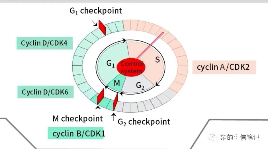 Cell cycle and regulatory pathways - iNEWS