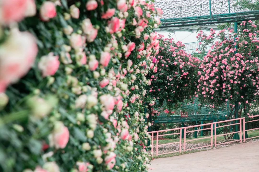 Waited a year!The sea of hundreds of millions of roses is about to ...