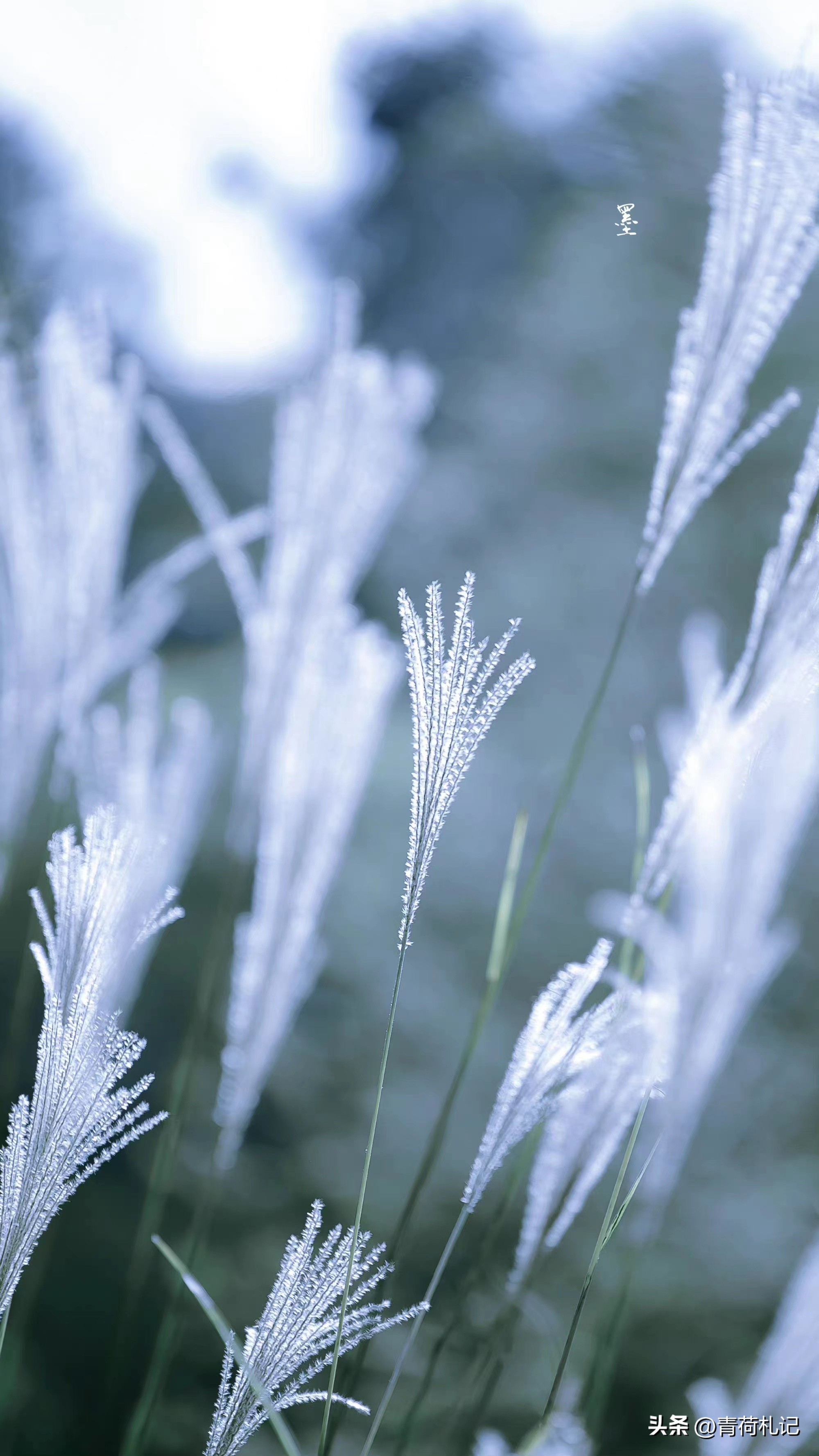 Four poems tell you that life is calm, even if there are three thousand ...