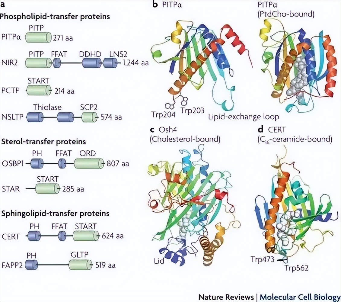 Investigating the targeting and inhibitory effects of the Neisseria MIP ...